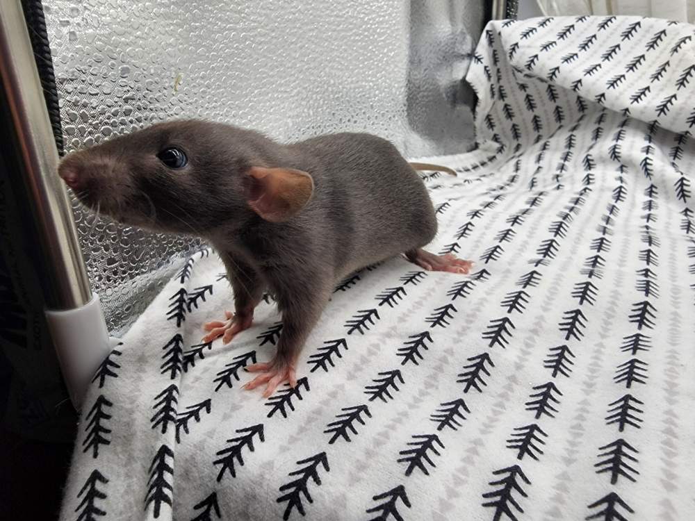Fancy rat Retired ZEN Peach #10429