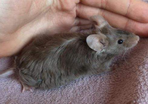 Fancy mouse Rehomed texel stone #6778
