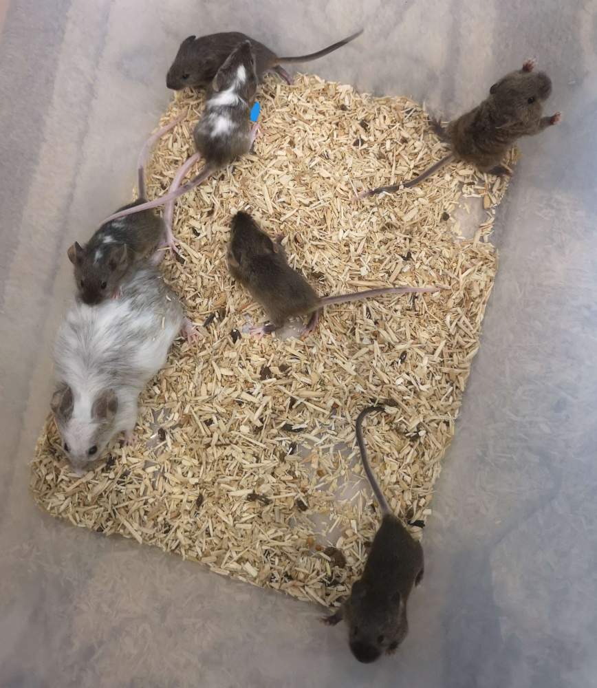 Fancy mouse Pet only LITTER ?12 #10775