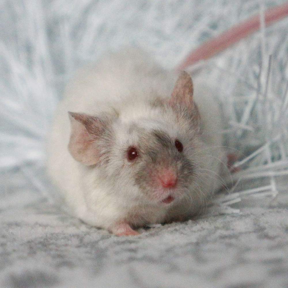 Fancy mouse Pet only Brokacik #11328