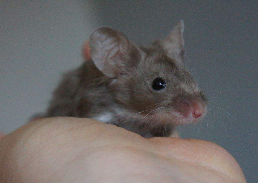 Fancy mouse Rehomed satin texel stone fox #6961