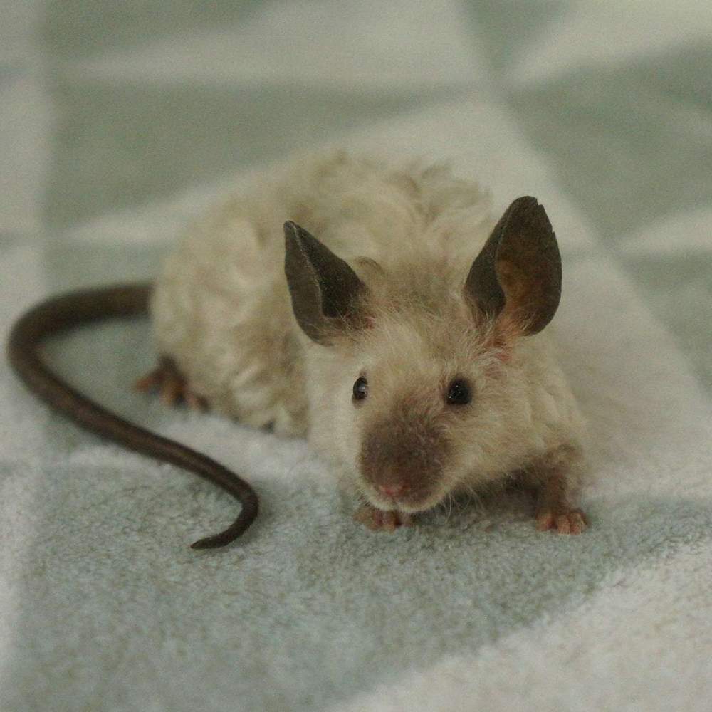 Fancy mouse Pet only Puree #12066