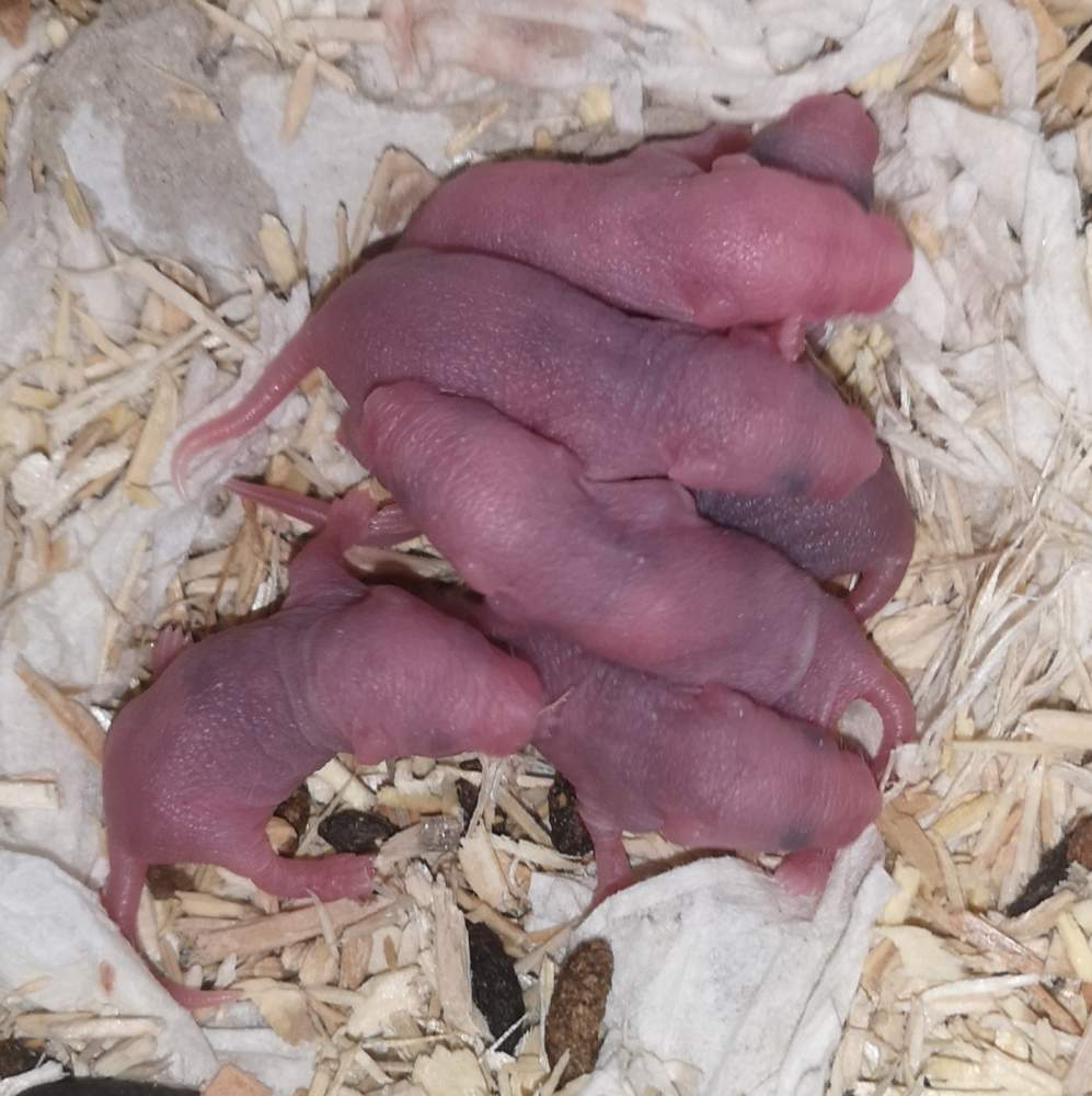 Fancy mouse Pet only LITTER F12 #10090