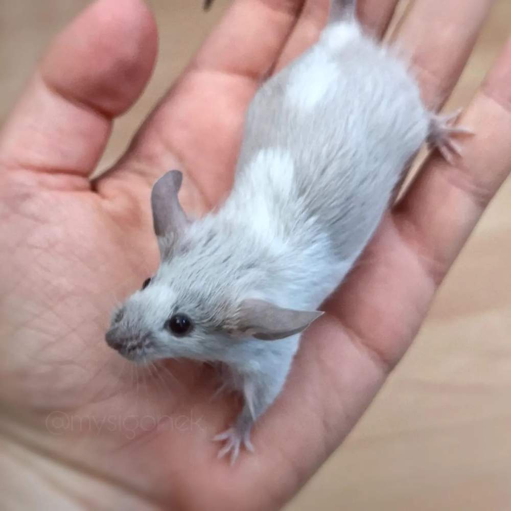Fancy mouse Deceased Wenezuela #14024