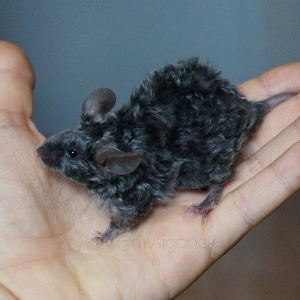 Fancy mouse Breeder Puff Shine #17411