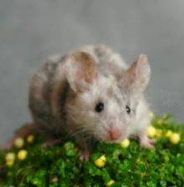 Mysigonek Mousery Hobby breeder