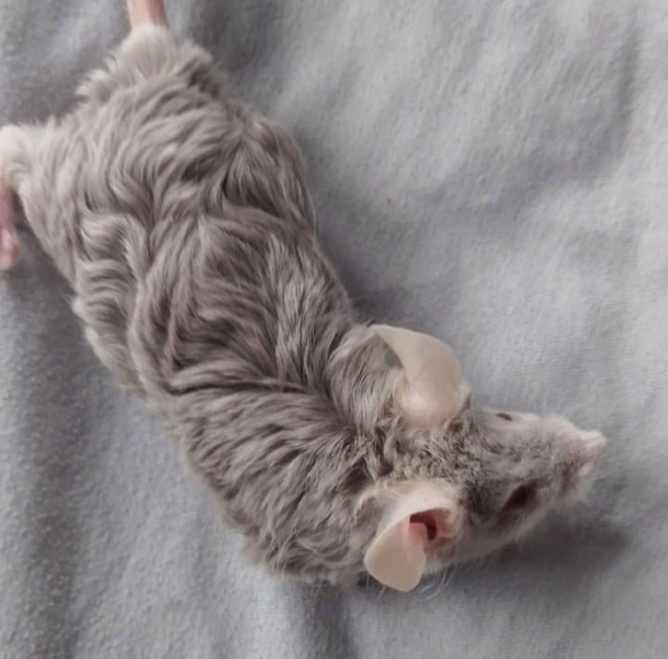 Forest Mist Hobby breeder