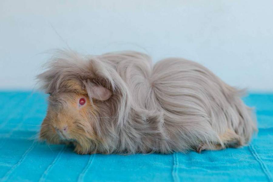 Moonligh Magic Caviary & Hamstery Hobby breeder