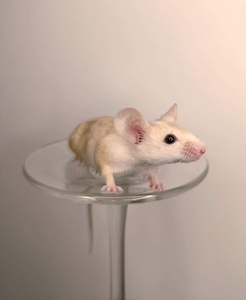 Fancy mouse Breeder CMM Scarlet Maple #13200