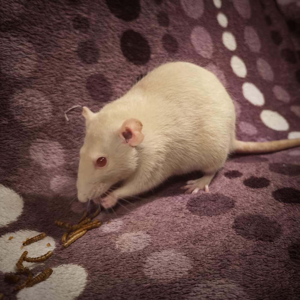 Fancy rat Retired Reda #11032