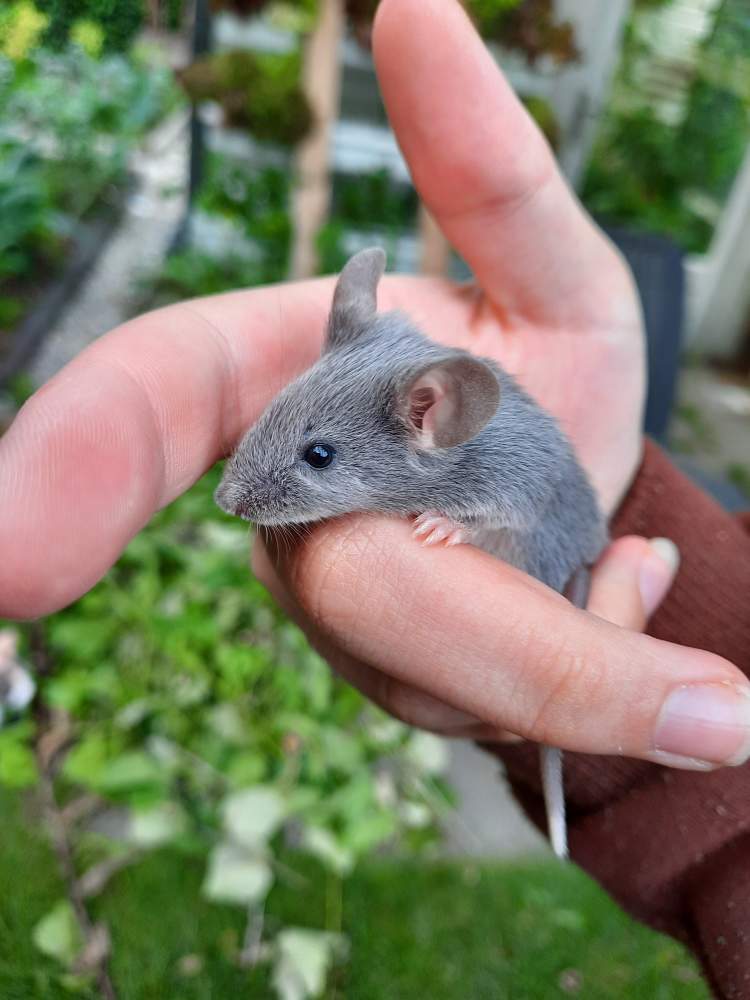 Fancy mouse Owned by other Kou Netherlands, Haren #12978
