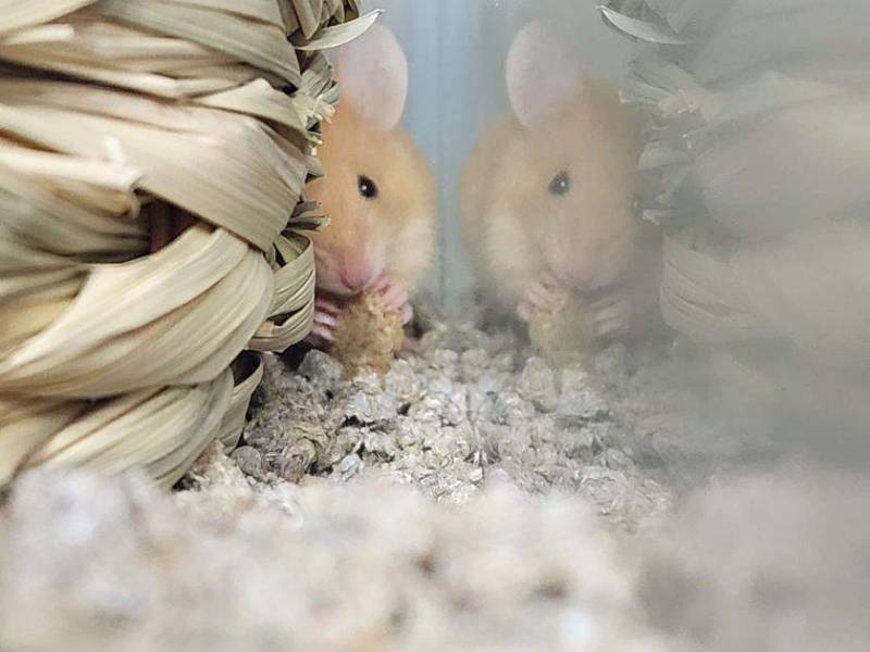 Keen BTF Hobby breeder