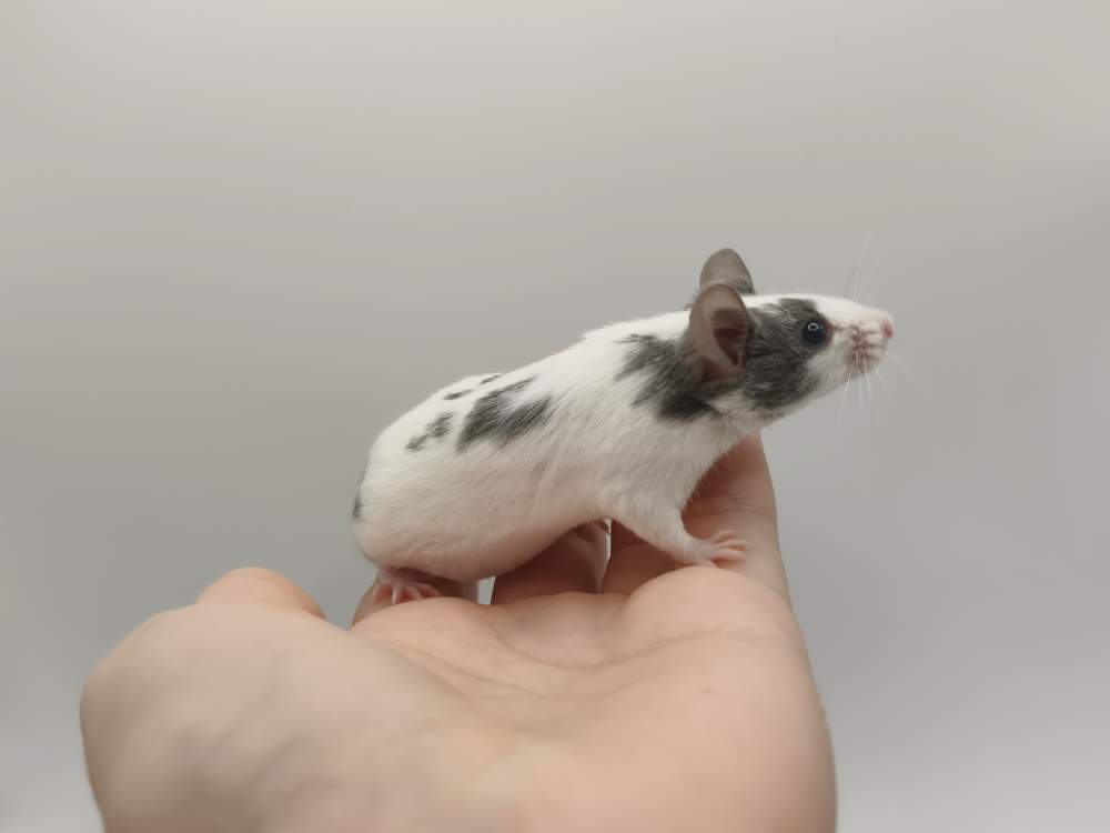 Fancy mouse Breeder Маркиз #25352