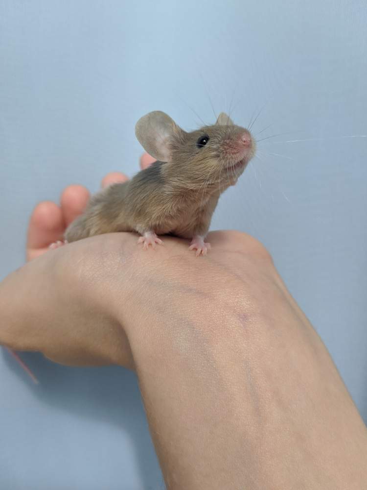 Fancy mouse Owned by other Генеральша #15488