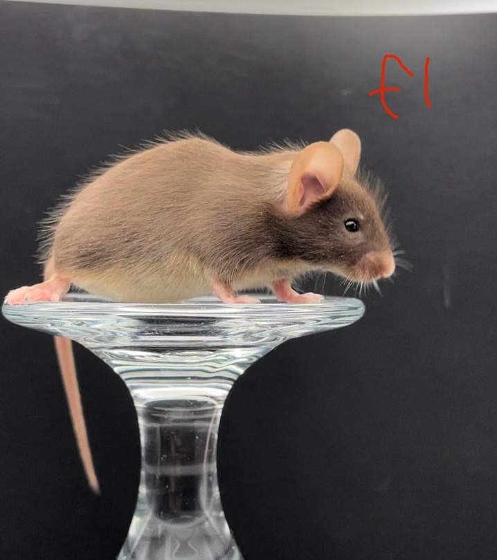 Fancy mouse Breeder Tiramisu #22115