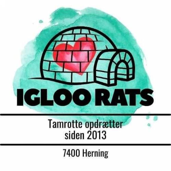 Igloo Rats Official breeder