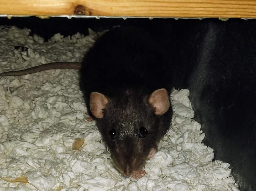 Fancy rat Breeder DSR Face The Raven #1984
