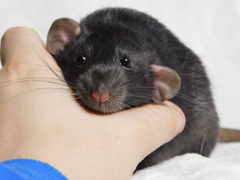 Blue Heart Rattery Official breeder