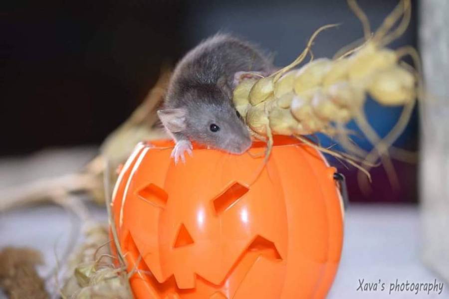 Kasheto rattery Hobby breeder