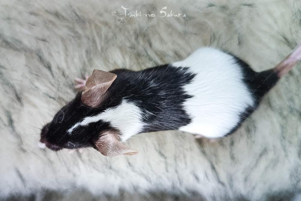 Fancy mouse Found TnS Litter A10 #13116