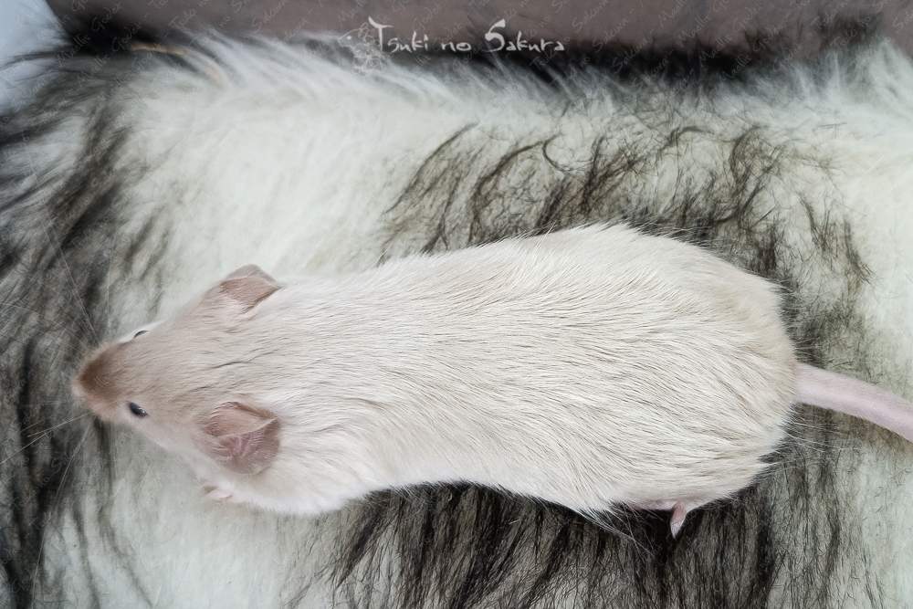 Fancy mouse Found TnS Litter O11 #16189