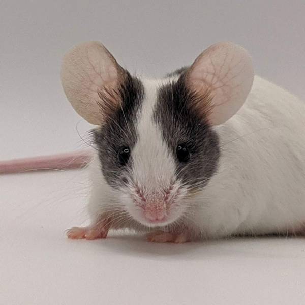 Fire Hello Hobby breeder